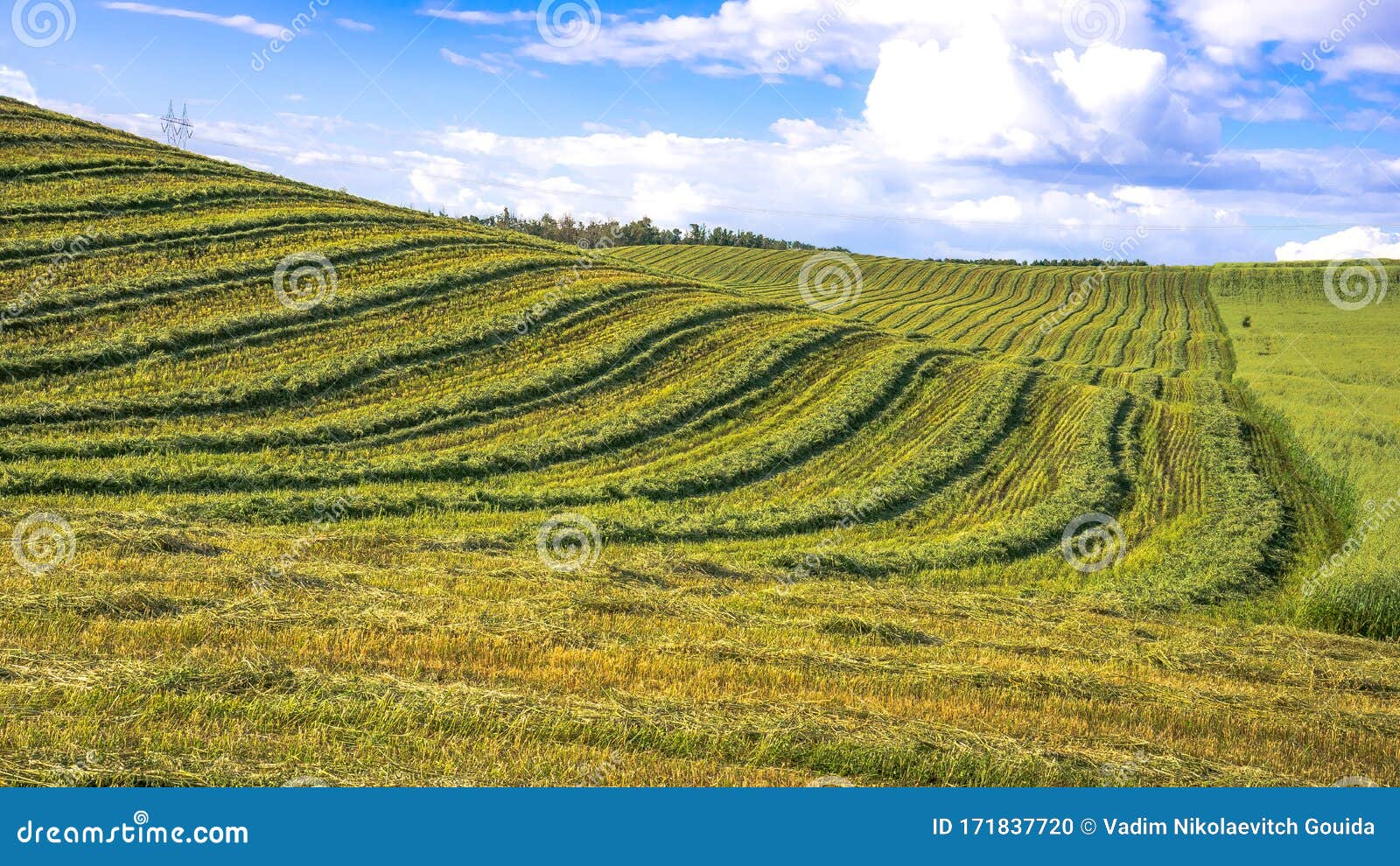 Farm Field with Swathed Hay Stock Photo - Image of harvest, forage ...