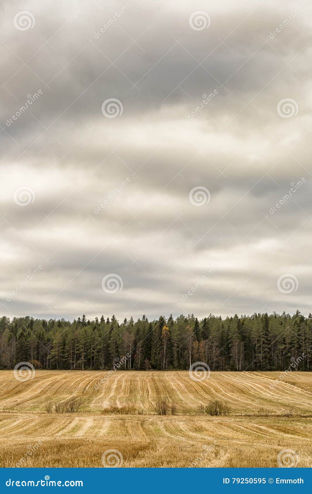 Farm Field with Trees stock image. Image of grass, trees - 79250595
