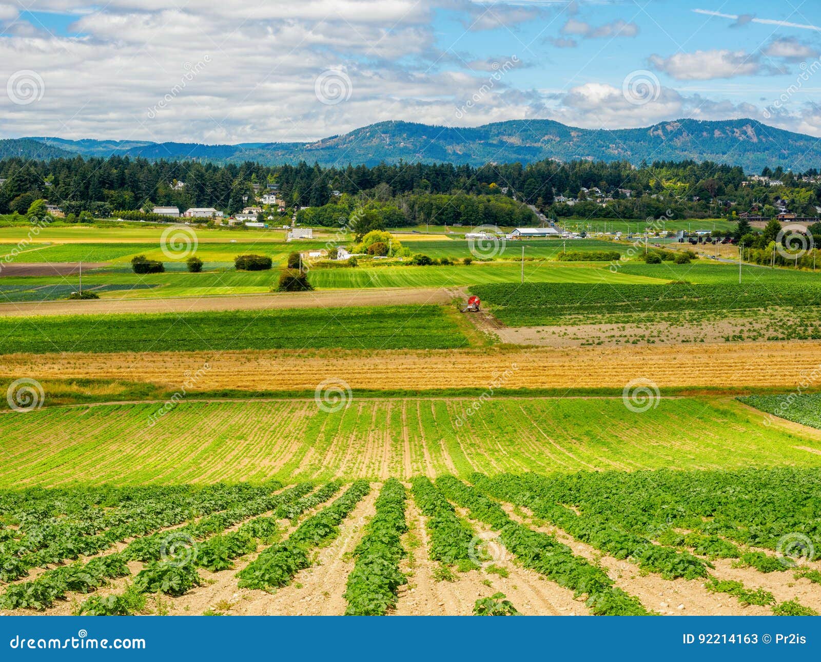 Farm Field with Vegetable Crop Recently Planted Stock Image - Image of ...