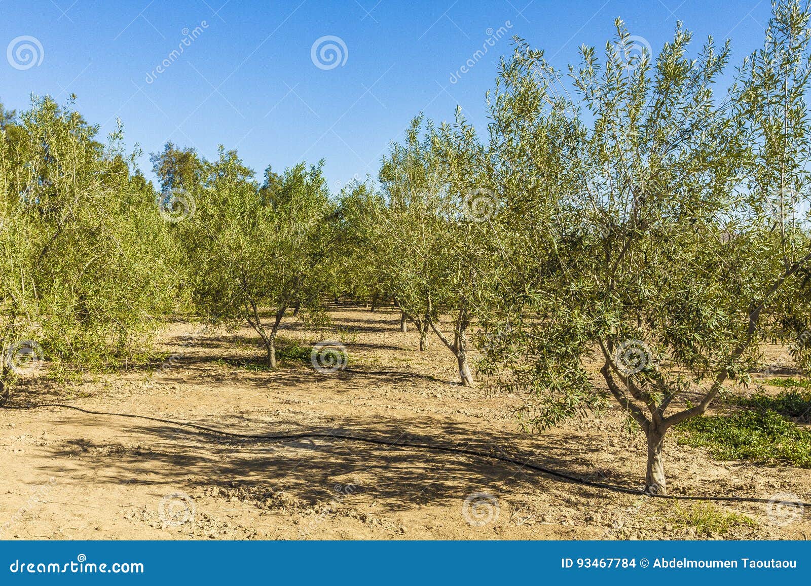 Farm stock photo. Image of farming, herb, agronomy, blue - 93467784