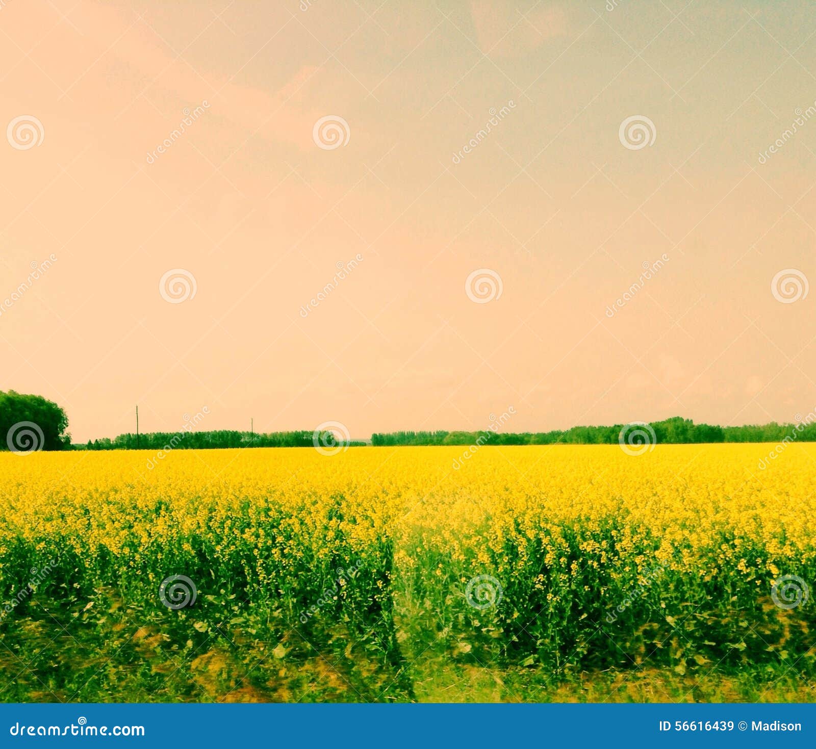 Farm field stock image. Image of wheat, yellow, farm - 56616439