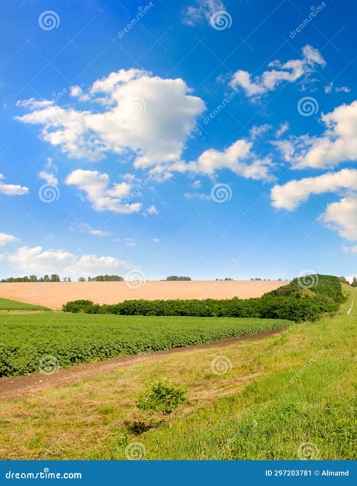 Farm Fields and Blue Sky with Beautiful Clouds Vertical Photo Stock ...