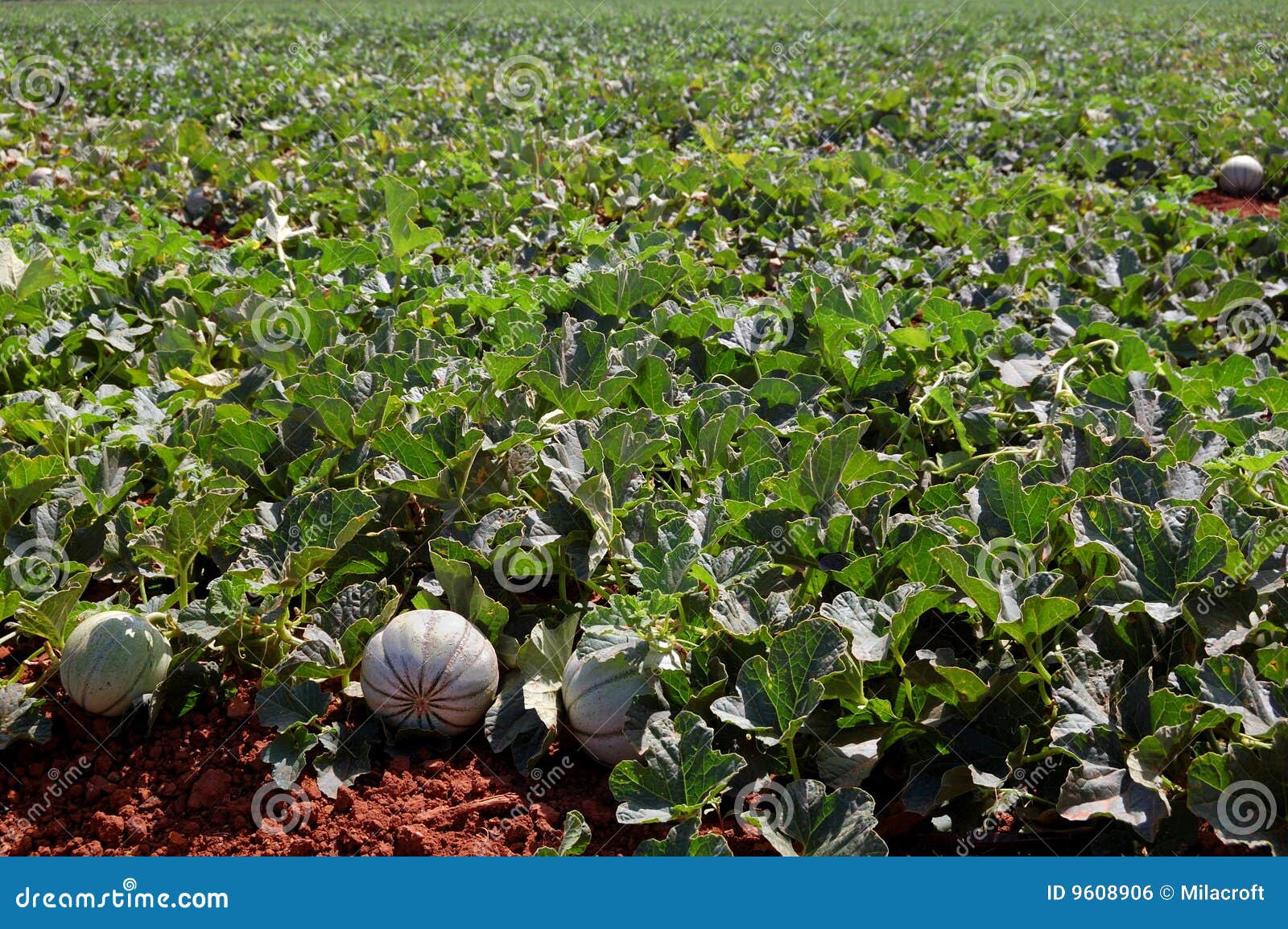 Farm Fields, Melons Plantation Stock Photo - Image of landscape ...