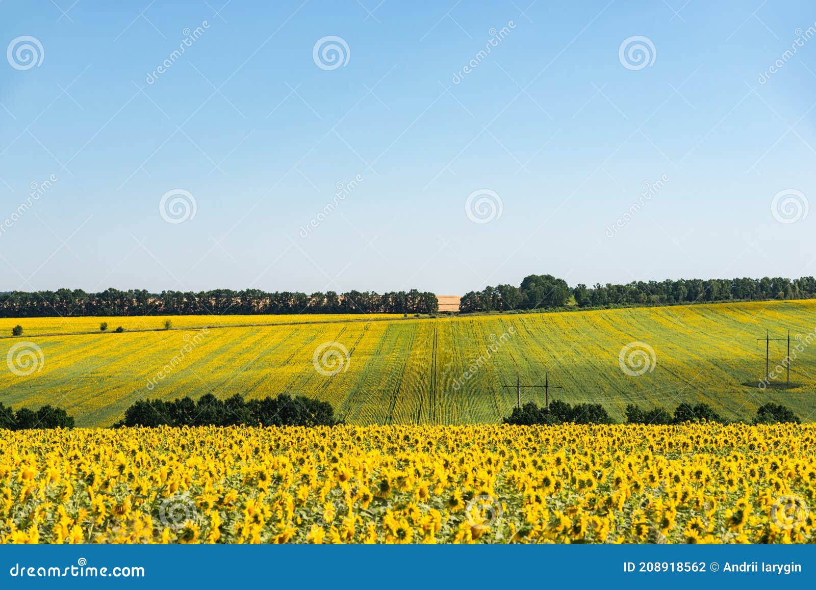 Farm fields in Ukraine stock photo. Image of cultivated - 208918562