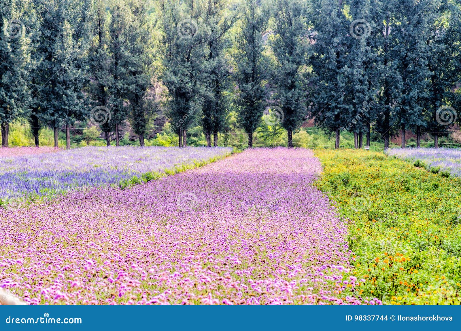 Farm with flower lawns stock photo. Image of land, grass - 98337744