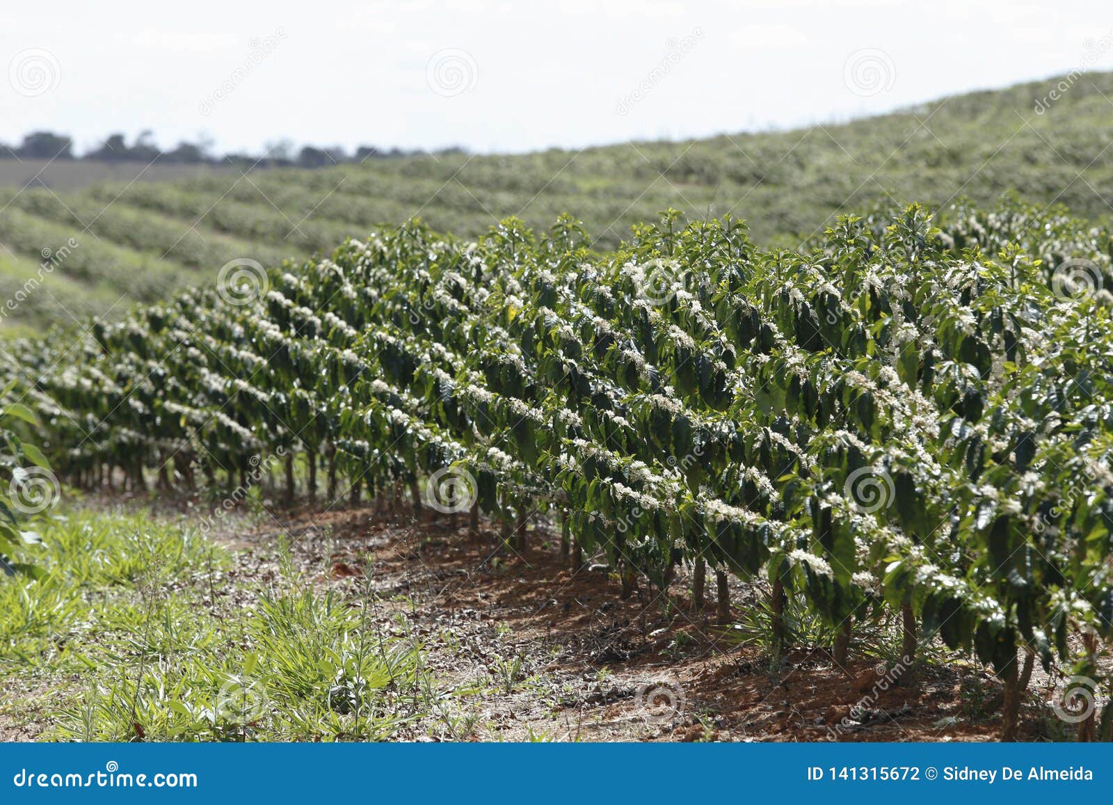 Farm Flowered Coffee Plantation in Brazil Stock Photo - Image of food ...