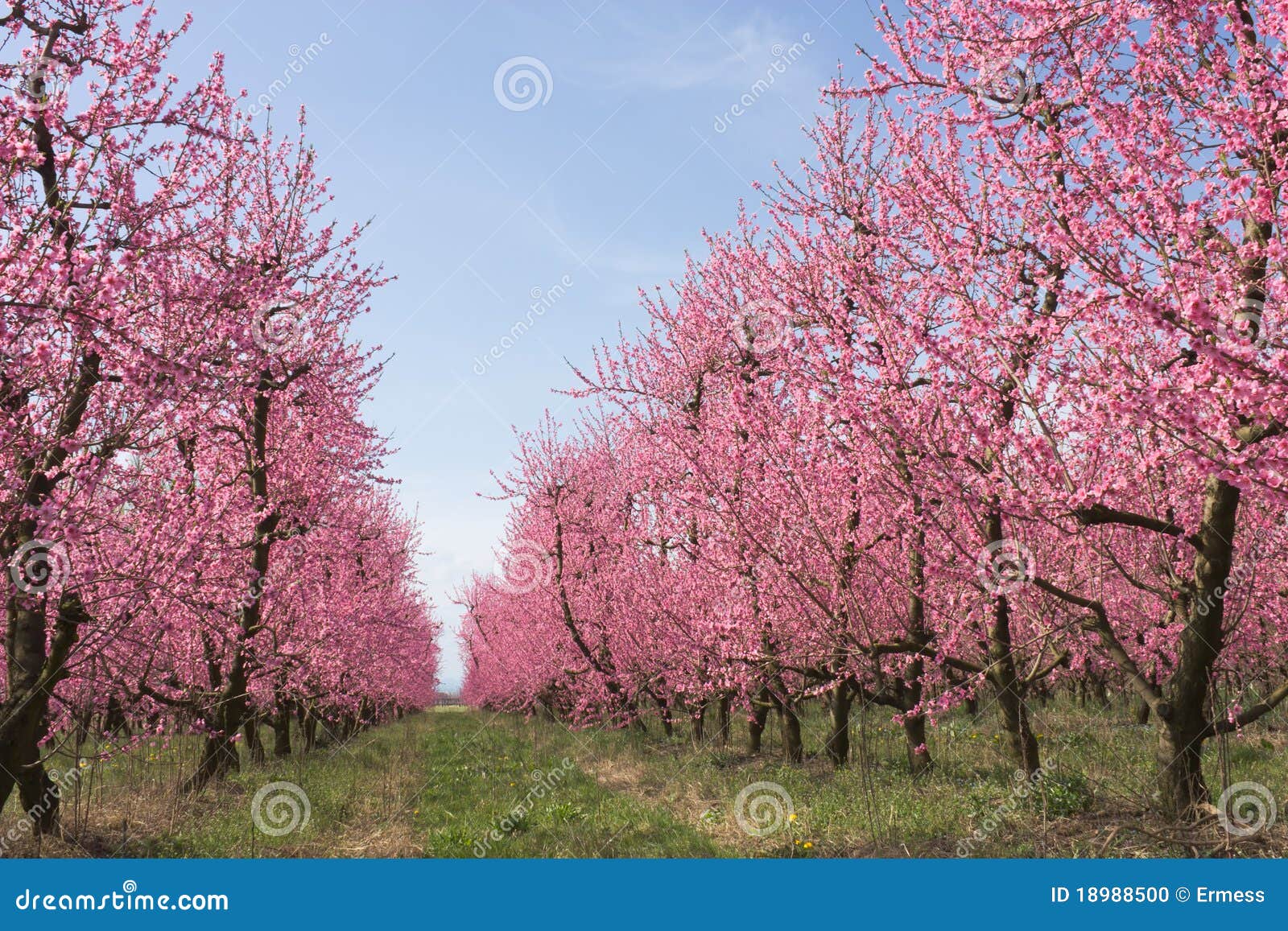 Farm with flowering trees stock photo. Image of agriculture - 18988500