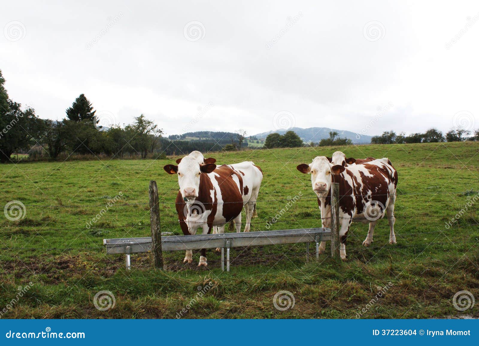 Farm stock photo. Image of farming, caws, countryside - 37223604