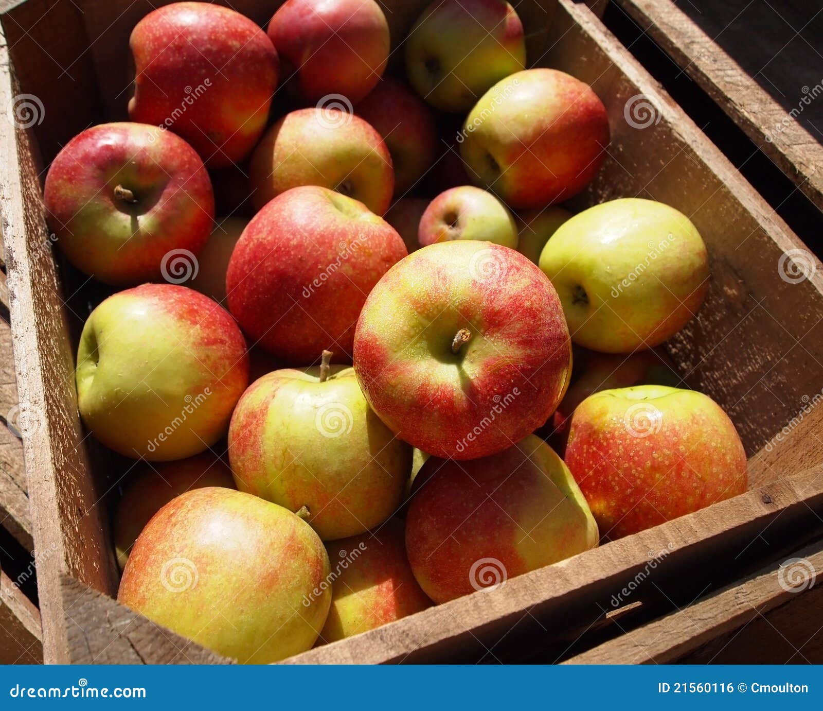 Farm Fresh Apples stock photo. Image of sweet, produce - 21560116