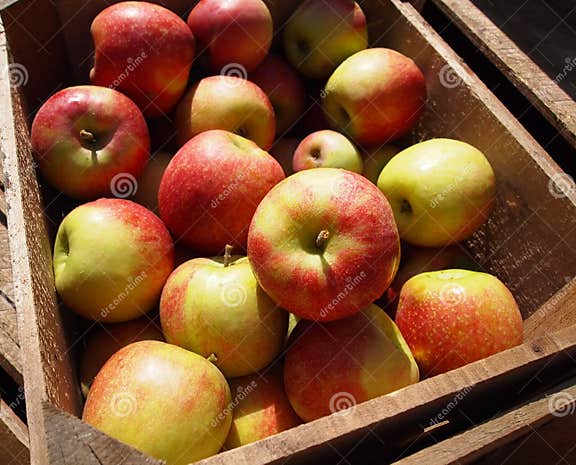 Farm Fresh Apples stock photo. Image of sweet, produce - 21560116