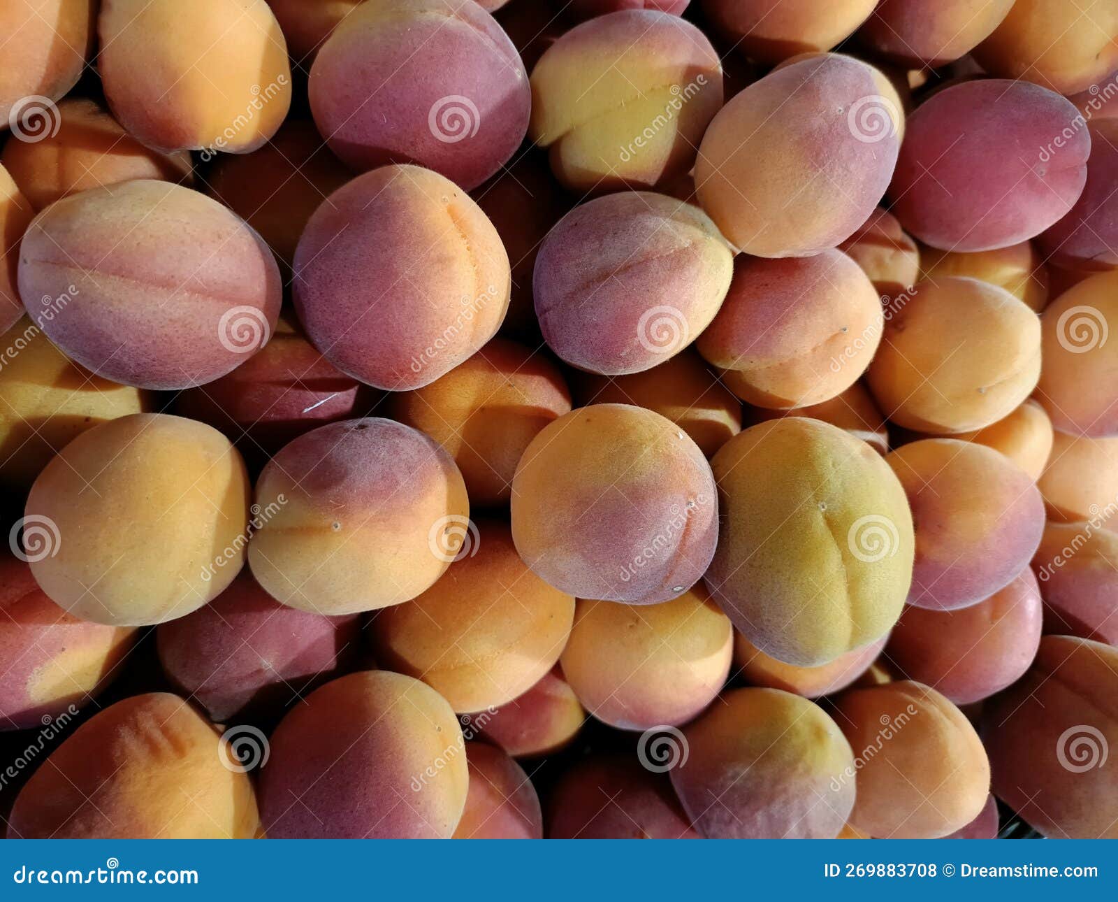 Farm fresh apricots stock photo. Image of commercial - 269883708