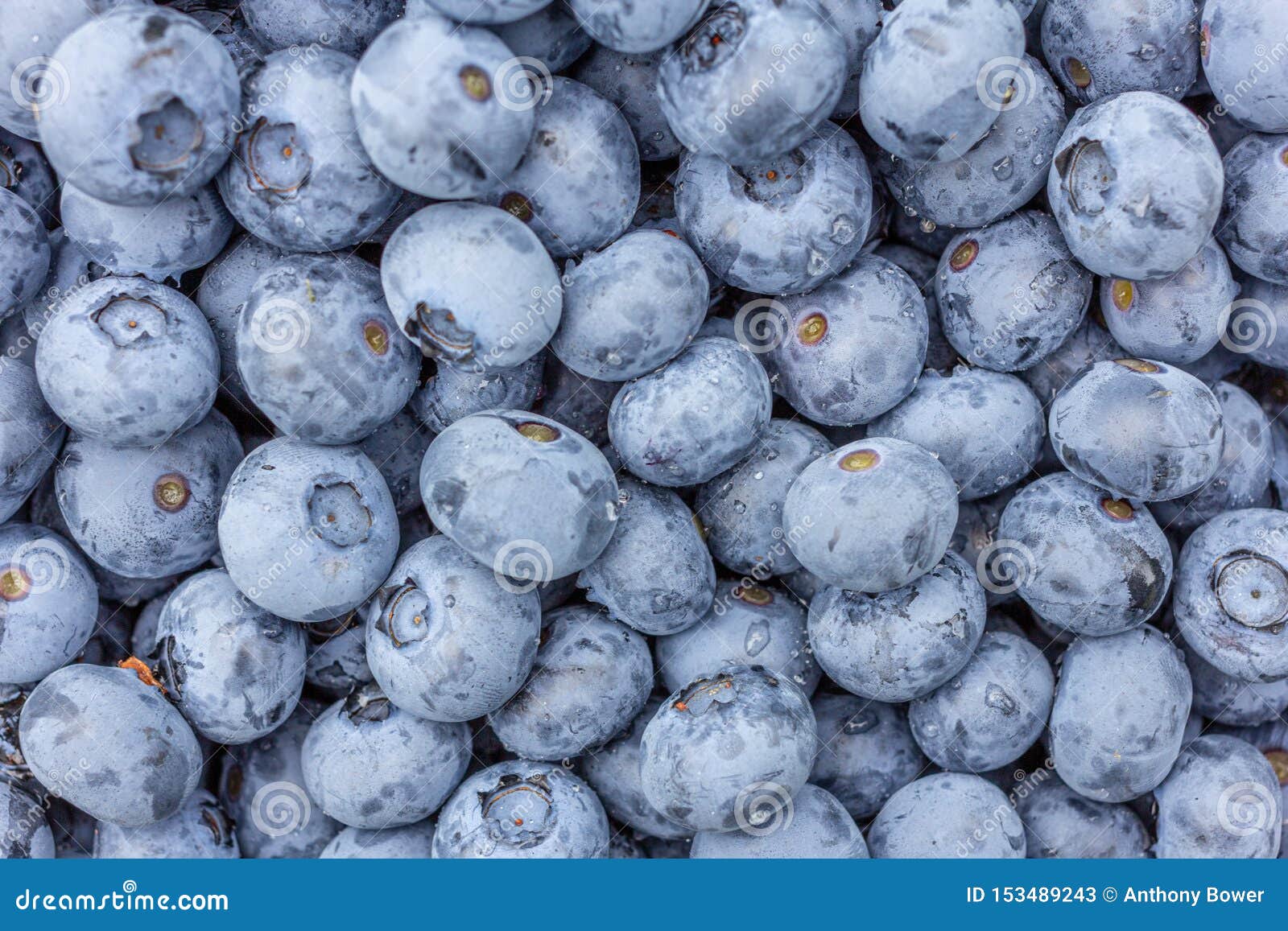 Farm Fresh Blueberries Close Up Stock Image - Image of picked, close ...
