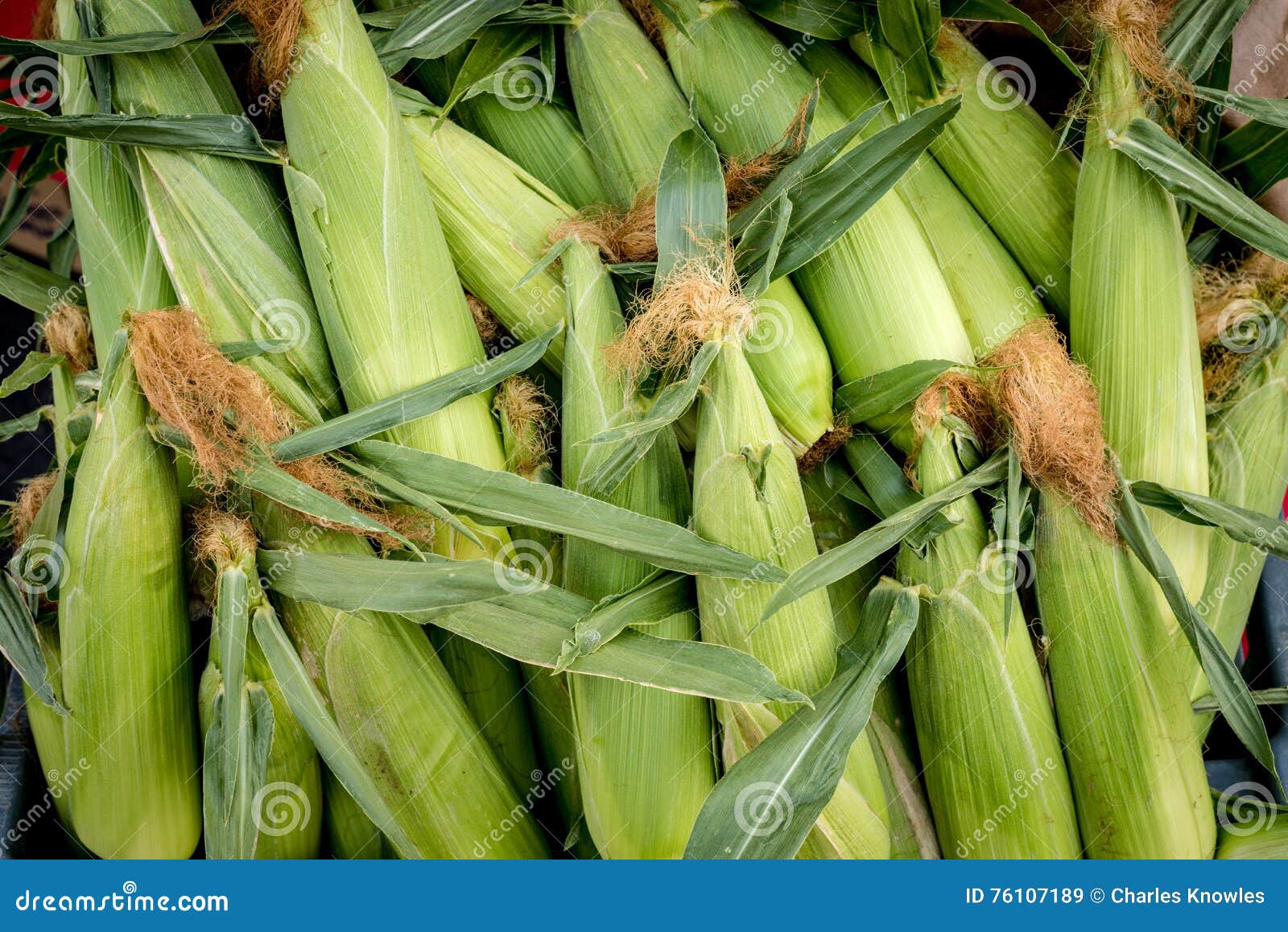 Farm Fresh Ears of Corn at a Local Farmered Market Stock Image - Image ...