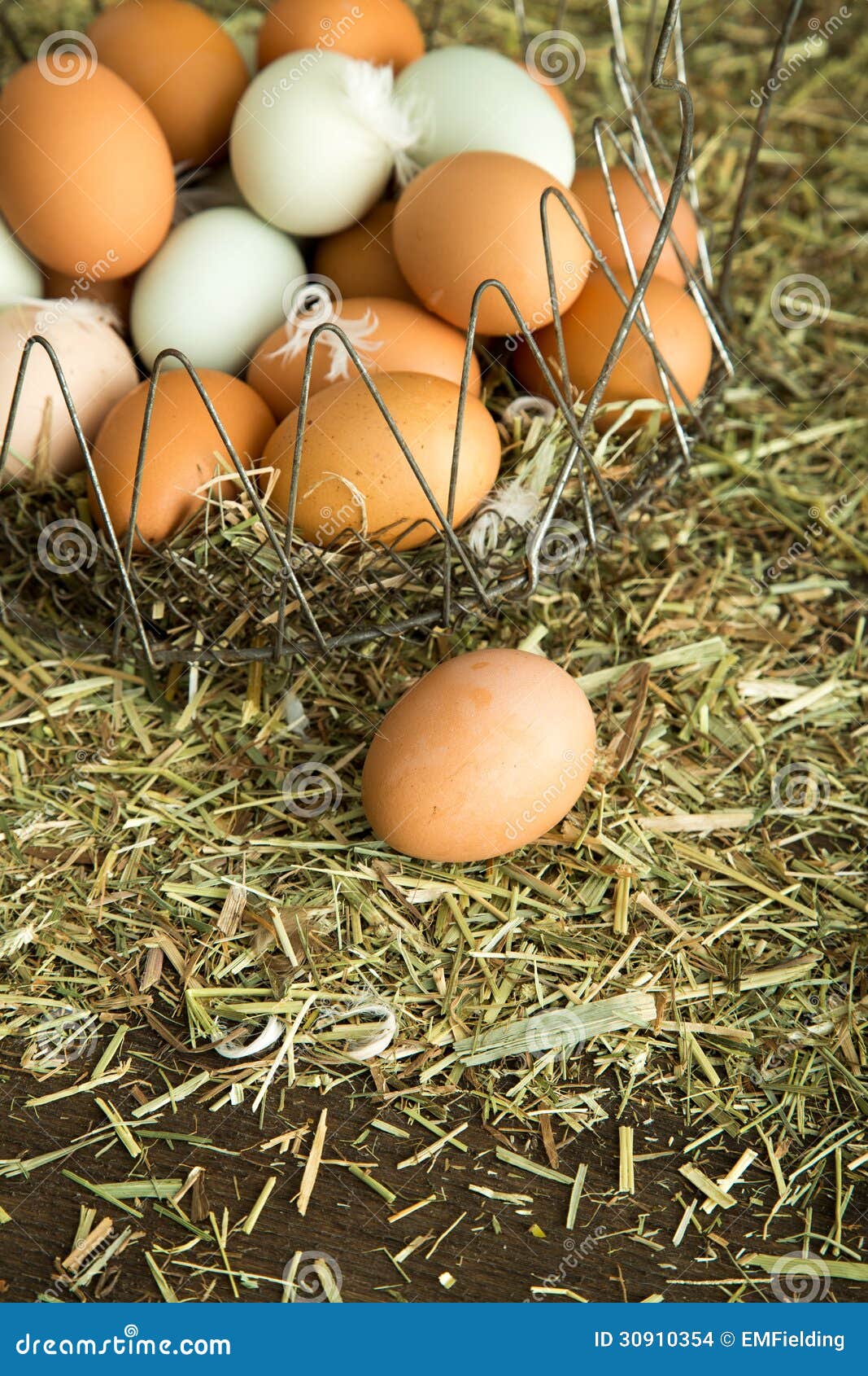 Farm fresh eggs stock photo. Image of natural, barn, agriculture - 30910354