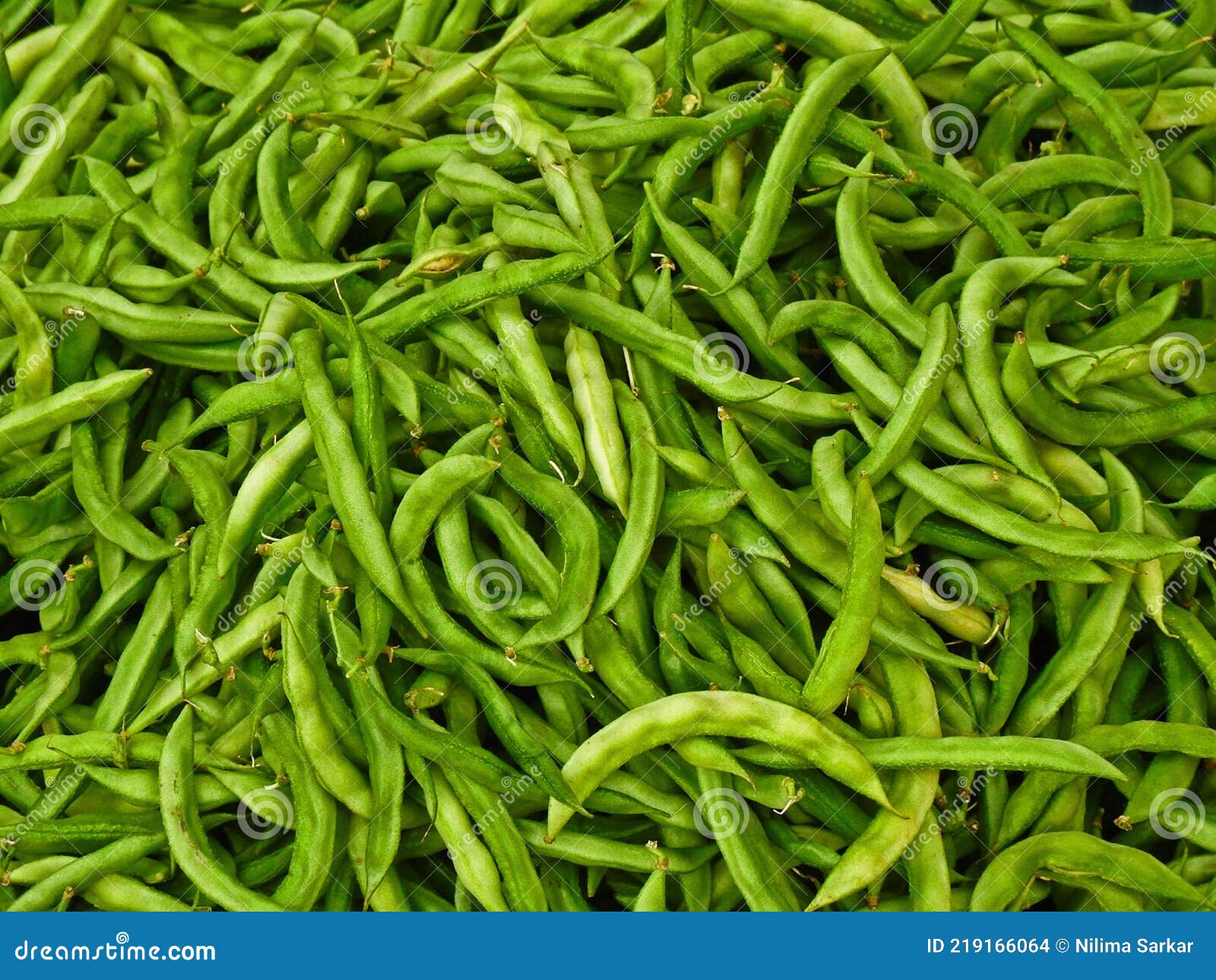Farm Fresh Green Flat Beans Stock Photo - Image of cooking, nature ...