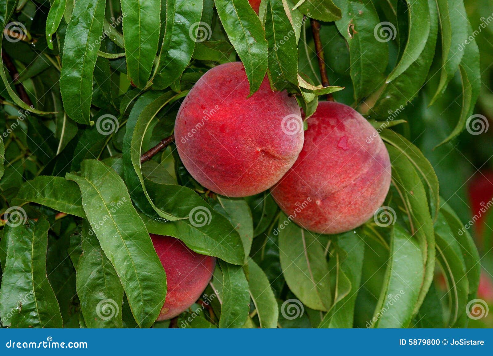 Farm Fresh Peaches on tree stock photo. Image of branch - 5879800