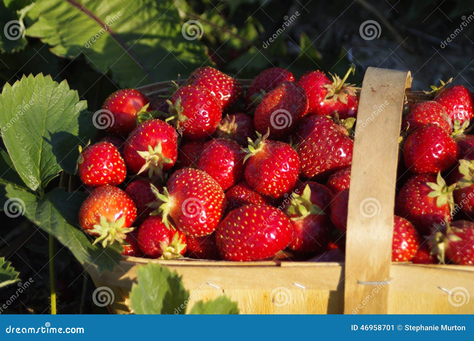 Farm Fresh Picked Strawberries Stock Image - Image of strawberry, plant ...