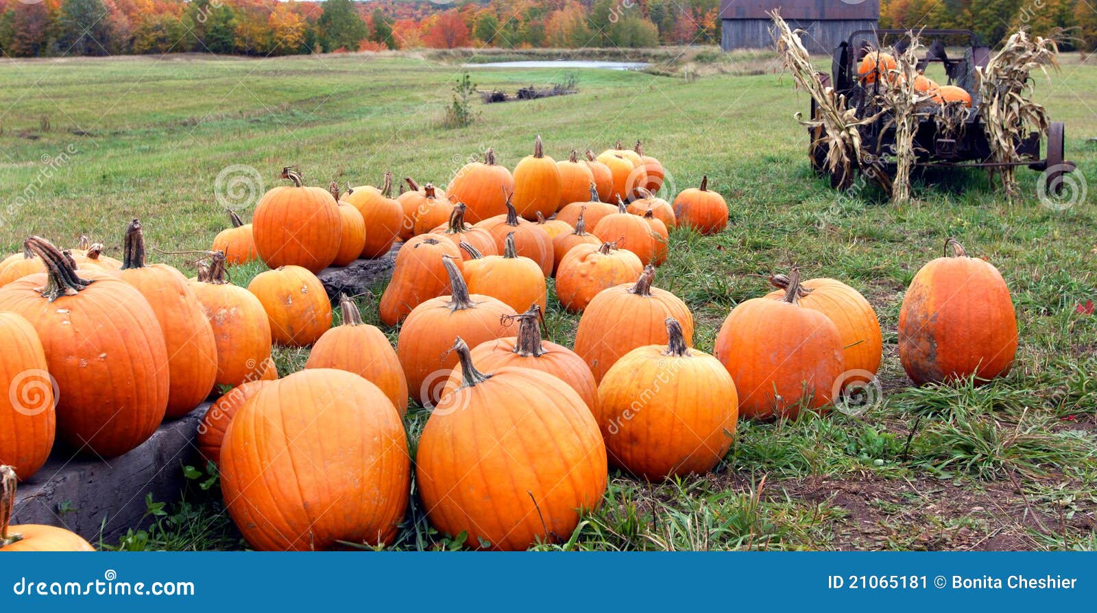 Farm fresh pumpkins stock image. Image of food, fresh - 21065181