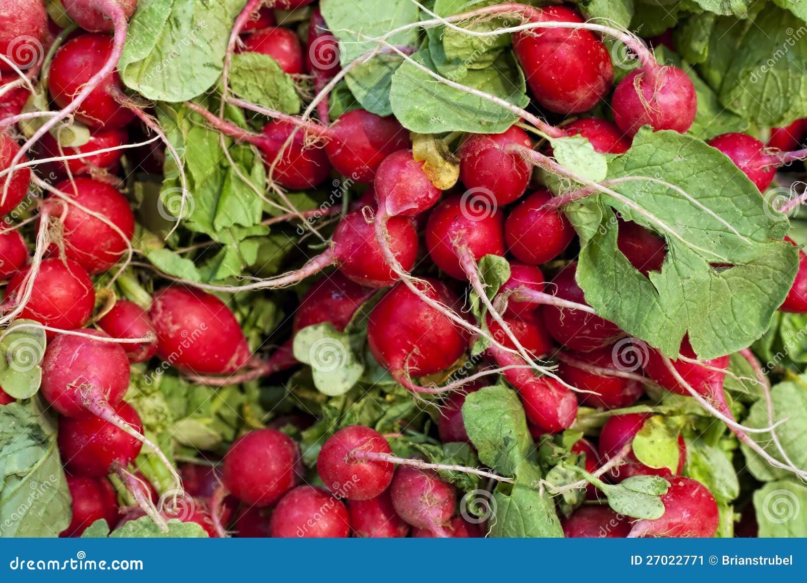 Farm Fresh Radish stock image. Image of vegetables, green - 27022771