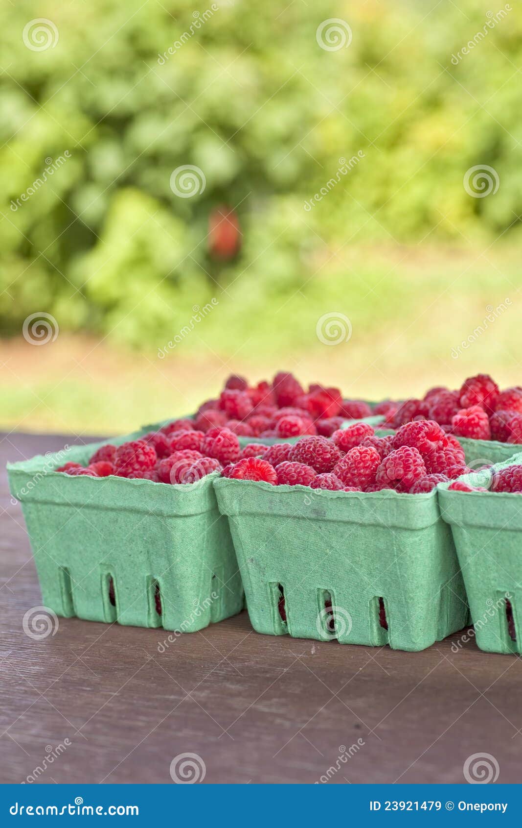 Farm Fresh Raspberries stock image. Image of healthy - 23921479