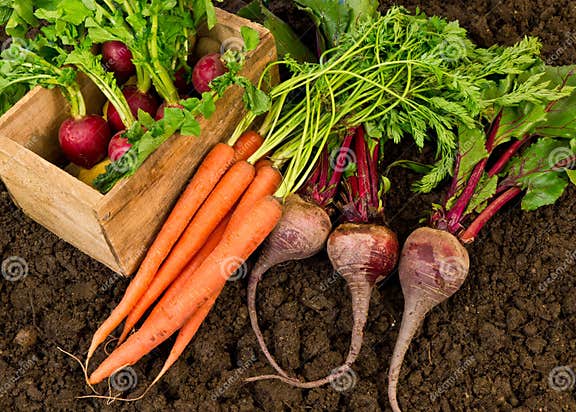 Farm Fresh Vegetables stock image. Image of greens, grow - 23662271