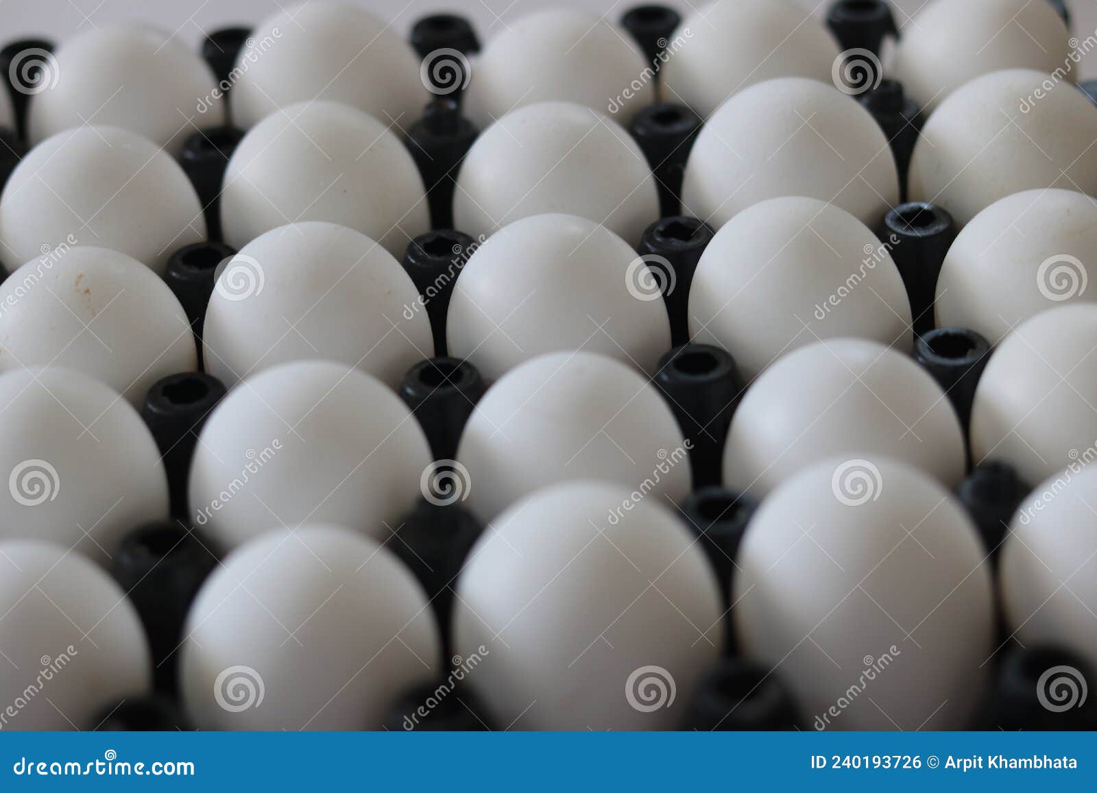 Farm Fresh White Eggs in a Tray Isolated Stock Photo - Image of protein ...