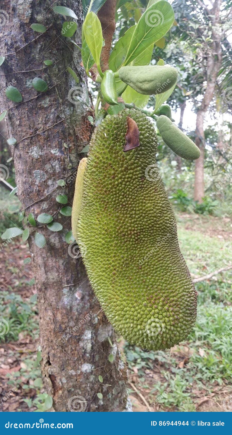 Fruit Vegetable Food Tasty Langka Stock Photos - Free & Royalty-Free ...
