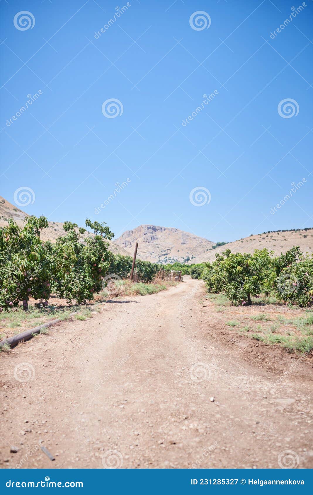 A Farm Garden of Mango Trees among the Hills in Israel. Stock Image ...