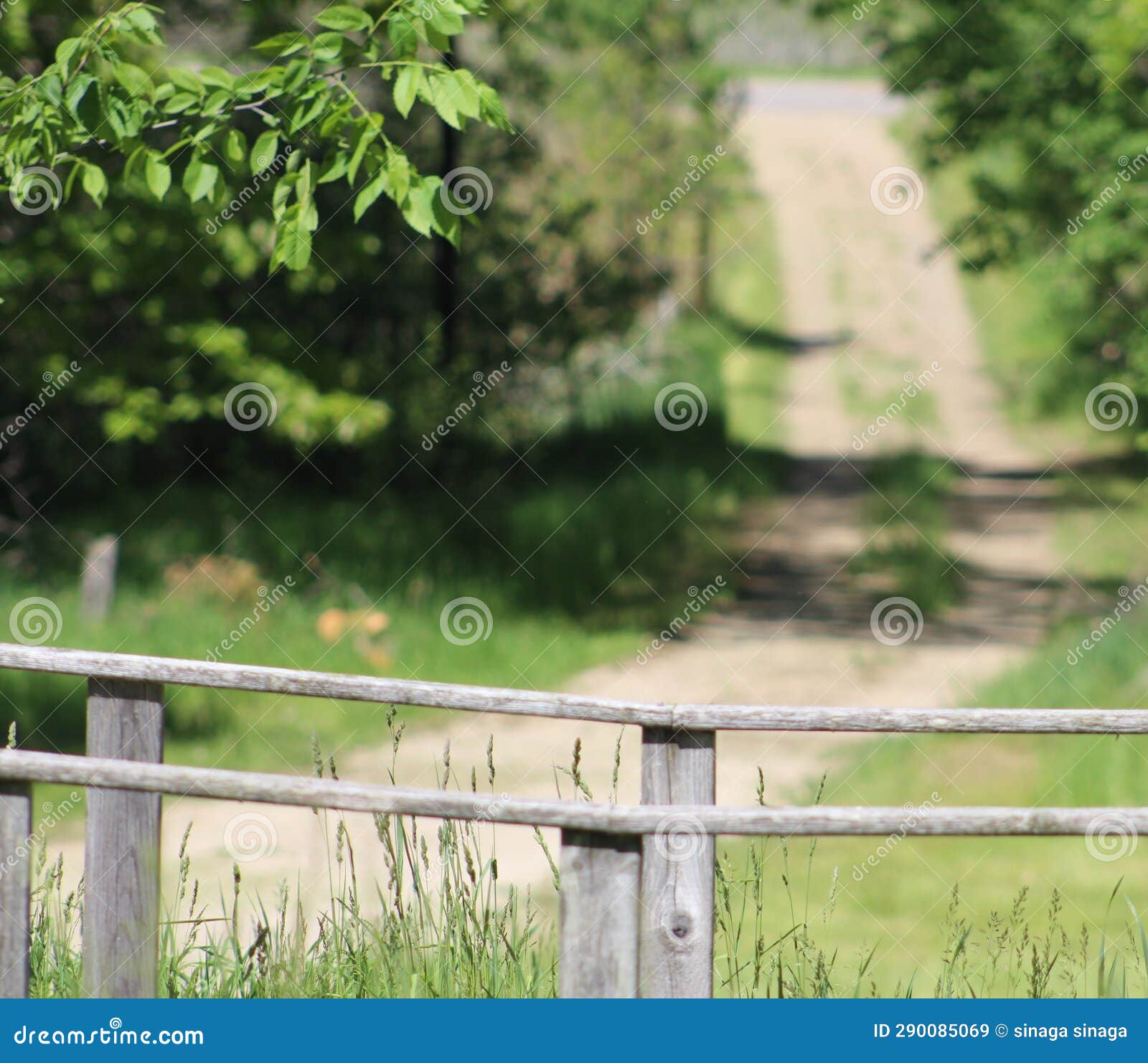 Farm gate stock image. Image of natural, grass, farm - 290085069