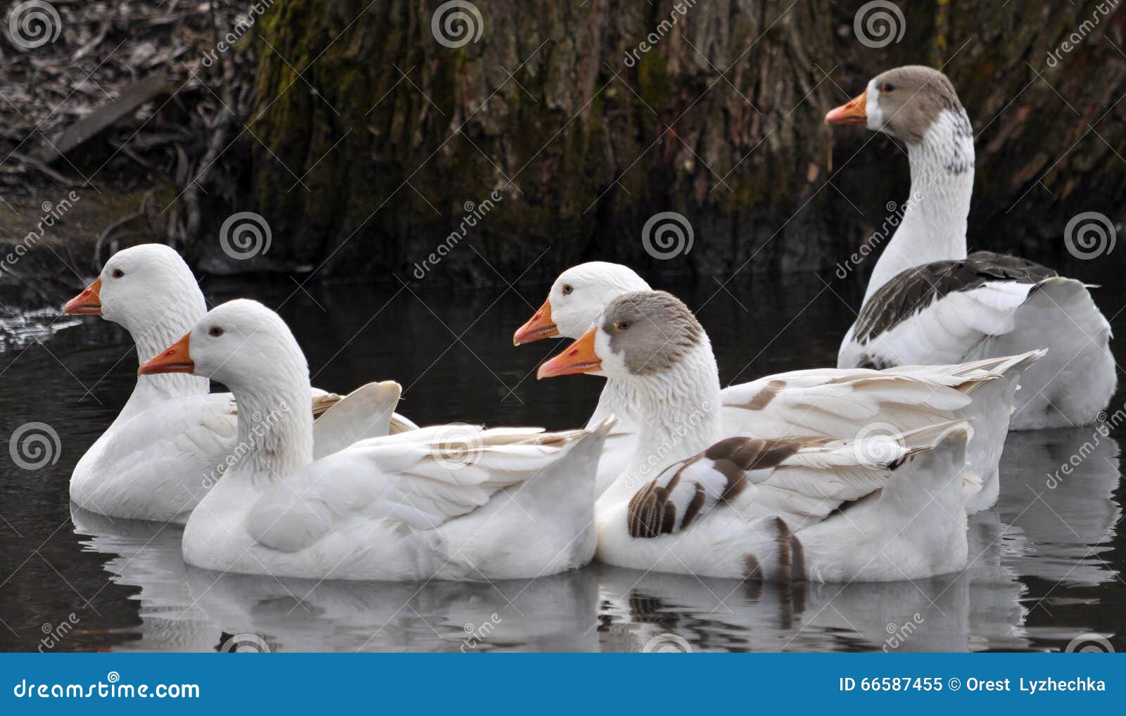 Farm geese on the pond stock image. Image of wings, blanket - 66587455