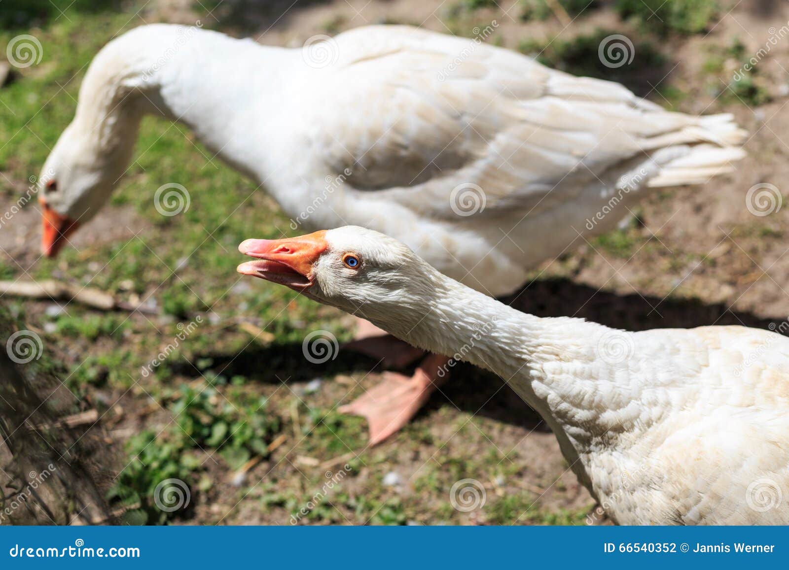 Farm Geese stock photo. Image of bird, rural, nature - 66540352