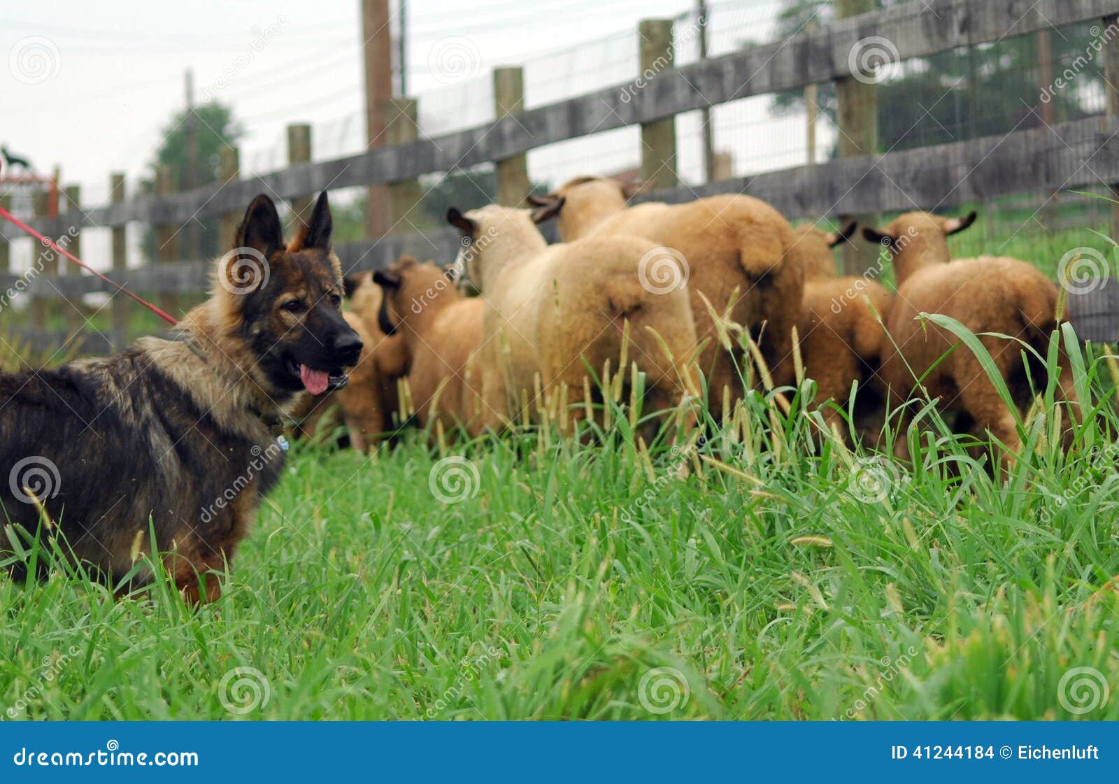 Farm 3 stock photo. Image of farm, estate, german, farmpics - 41244184