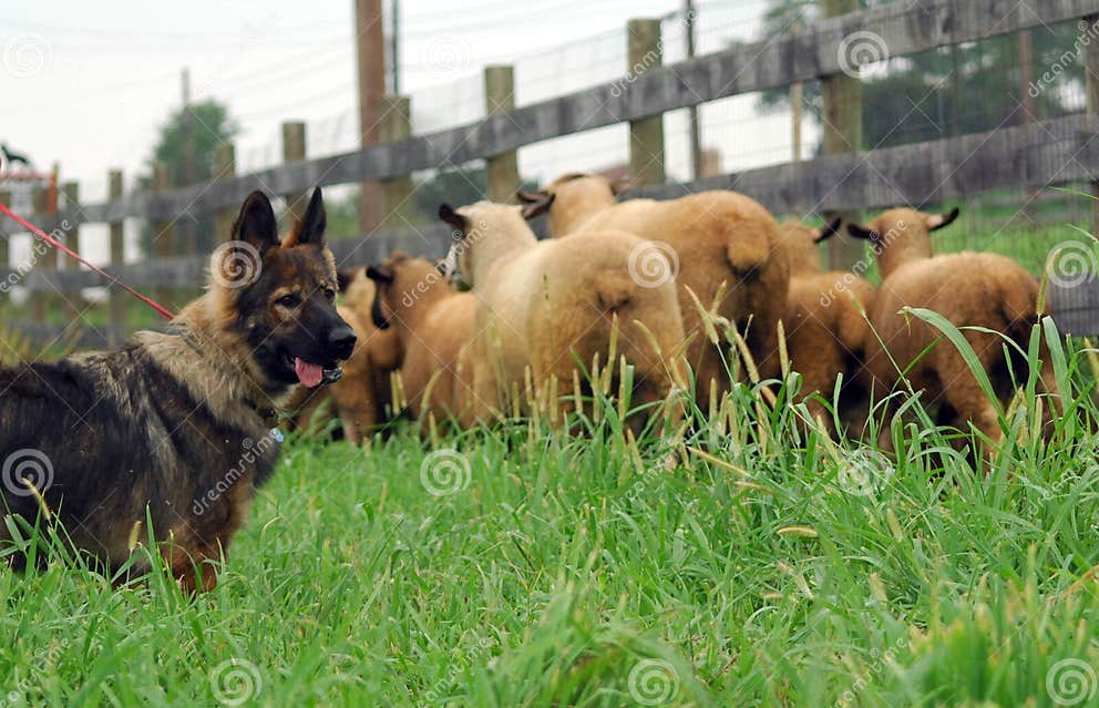 Farm 3 stock photo. Image of farm, estate, german, farmpics - 41244184
