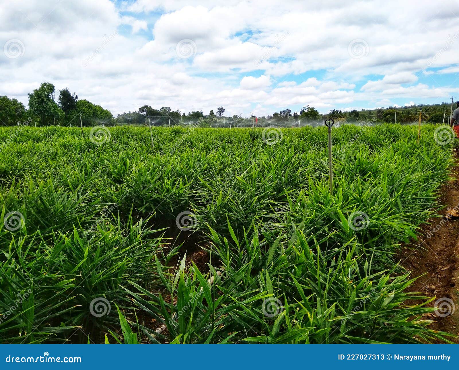 A Farm of Ginger. Ginger Field Stock Image - Image of field ...