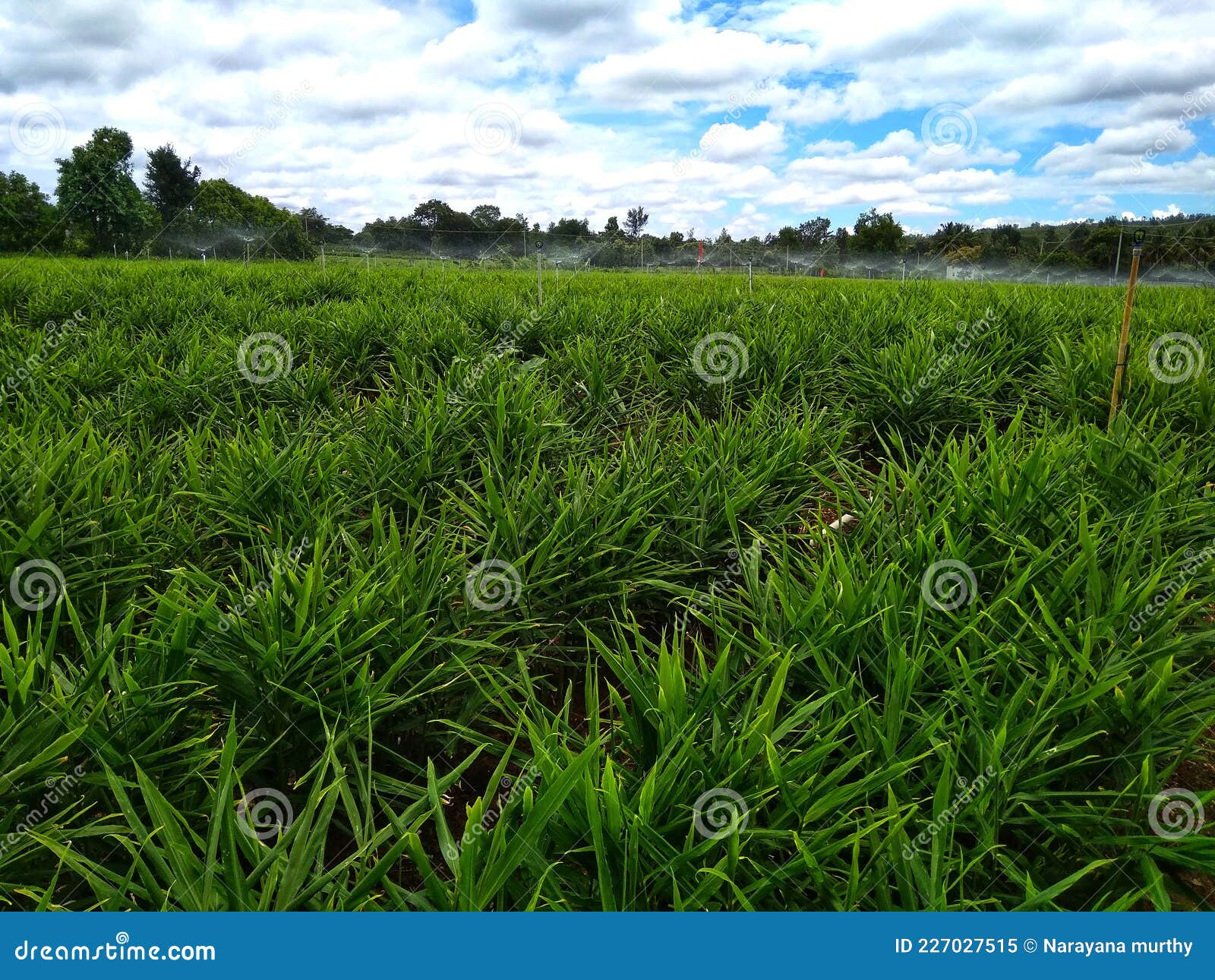 A Farm of Ginger. Ginger Field Stock Image - Image of land, field ...