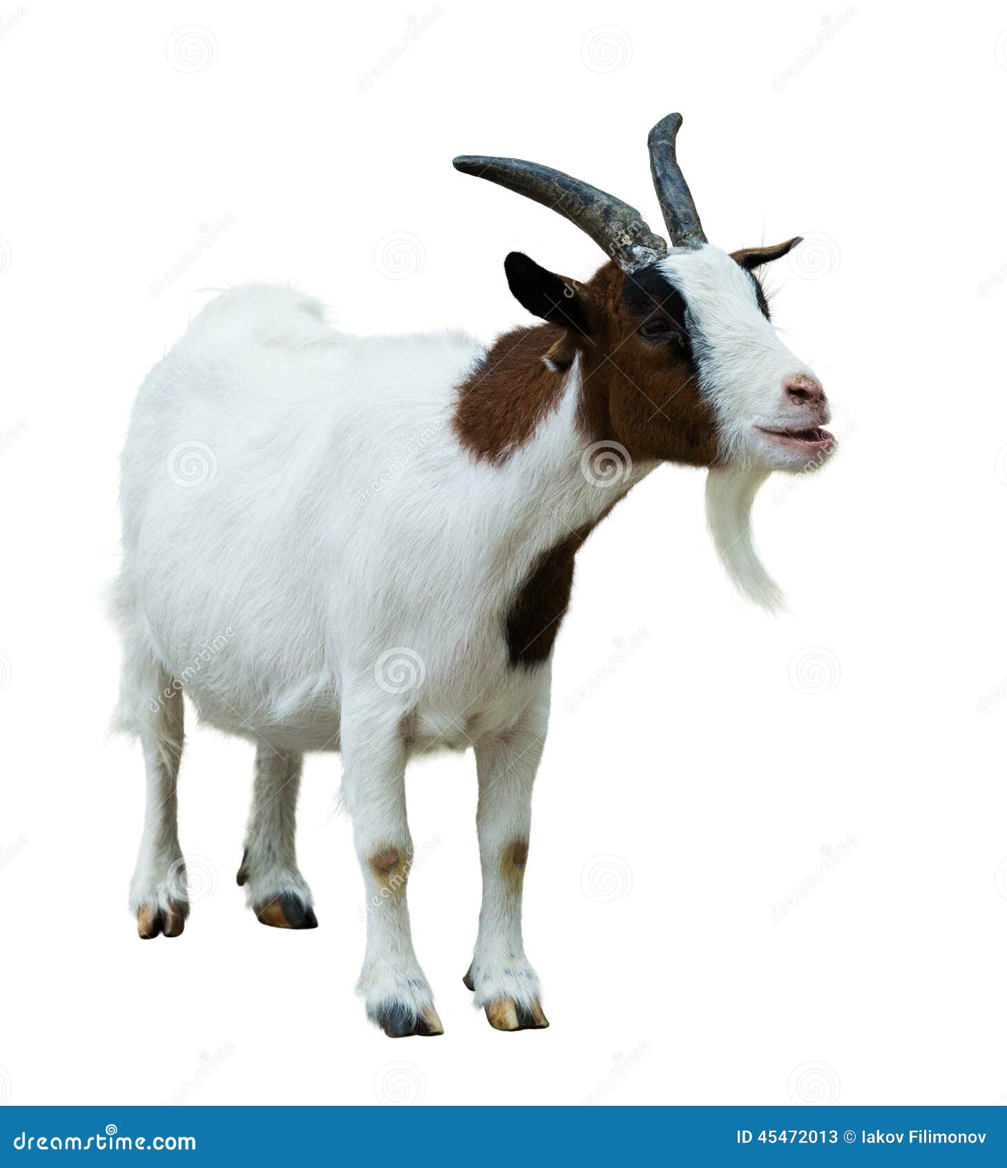 4,759 Farm Goat Isolated Stock Photos - Free & Royalty-Free Stock ...