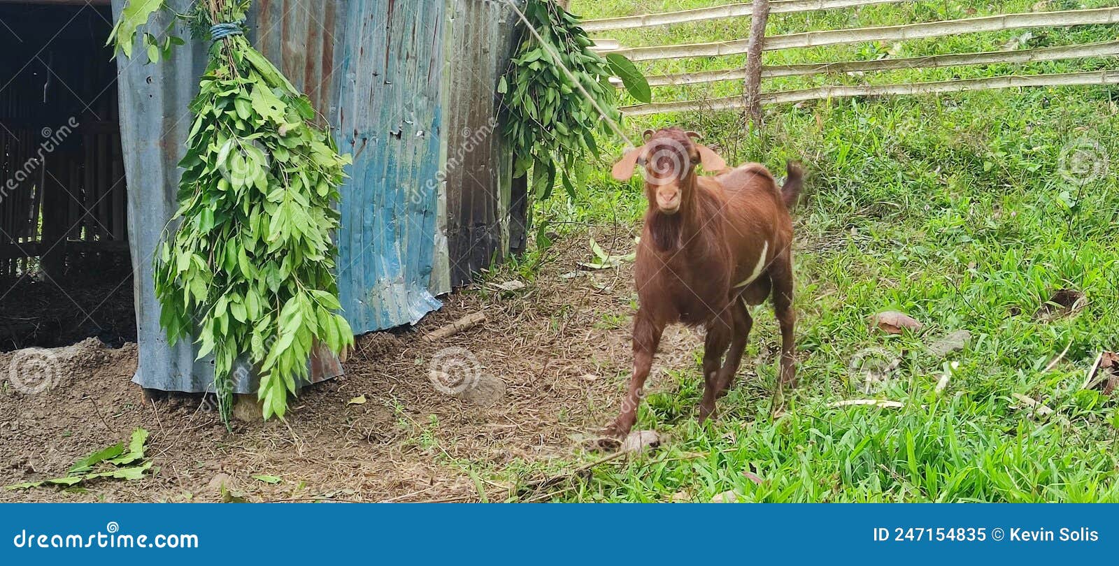 Farm Goat stock image. Image of land, accommodation - 247154835