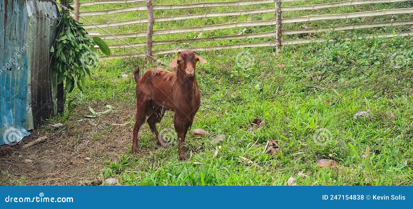 Farm Goat stock photo. Image of foos, mango, davao, retriever - 247154838