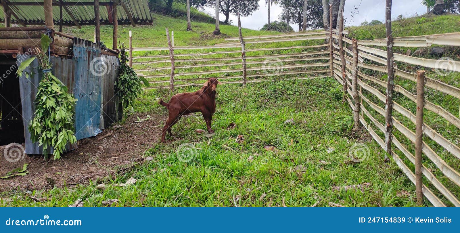 Farm Goat stock image. Image of footwear, philippines001 - 247154839