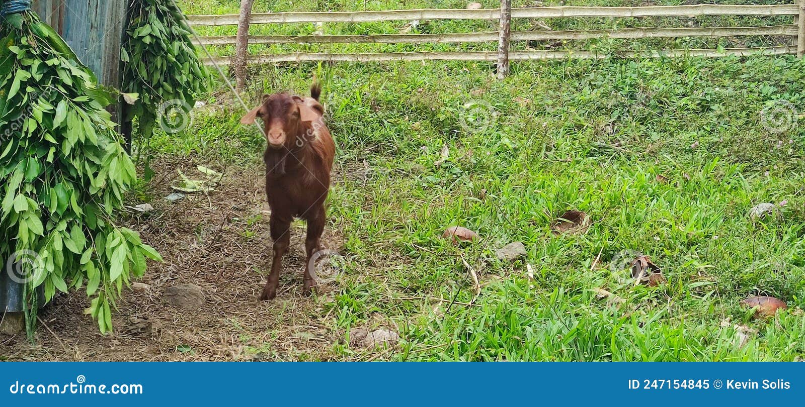 Farm Goat stock image. Image of davao, food, goat, philippines003 ...