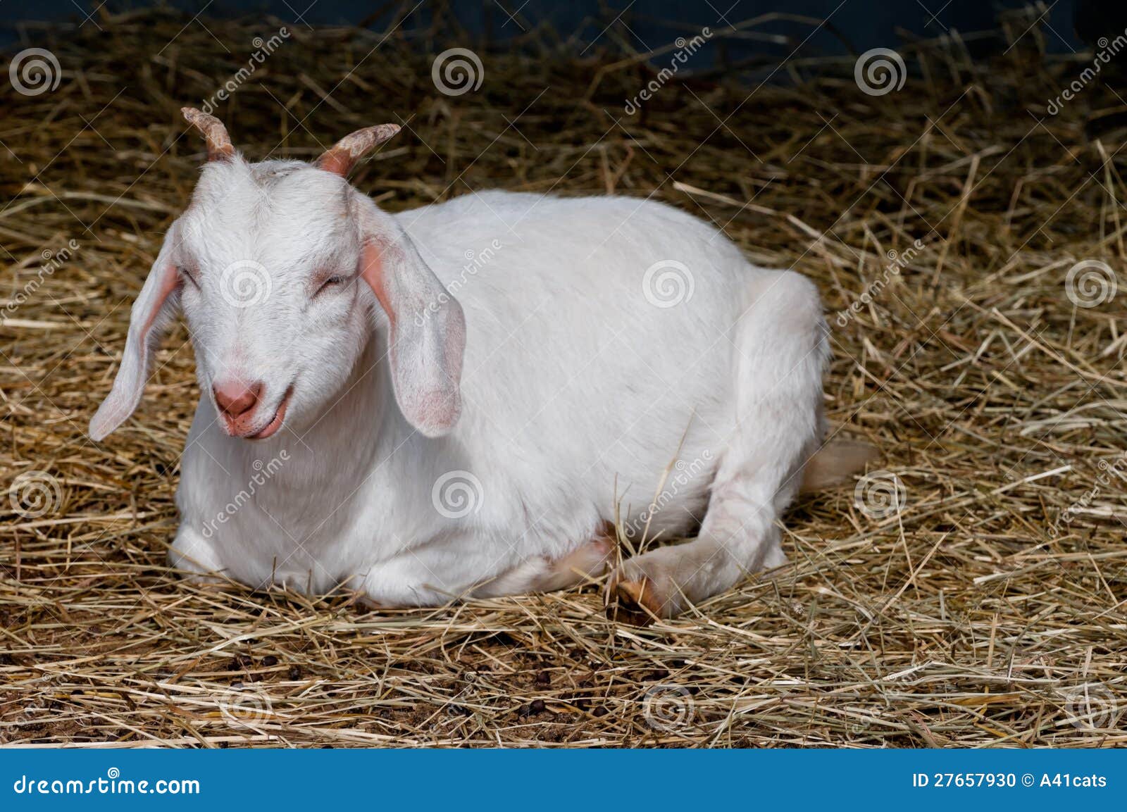 Farm Goat Resting after Meal Stock Photo - Image of nature, agriculture ...