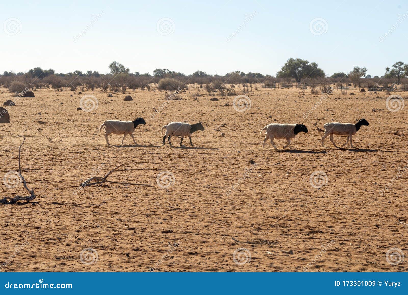 Farm goats in desert stock image. Image of desert, walking - 173301009