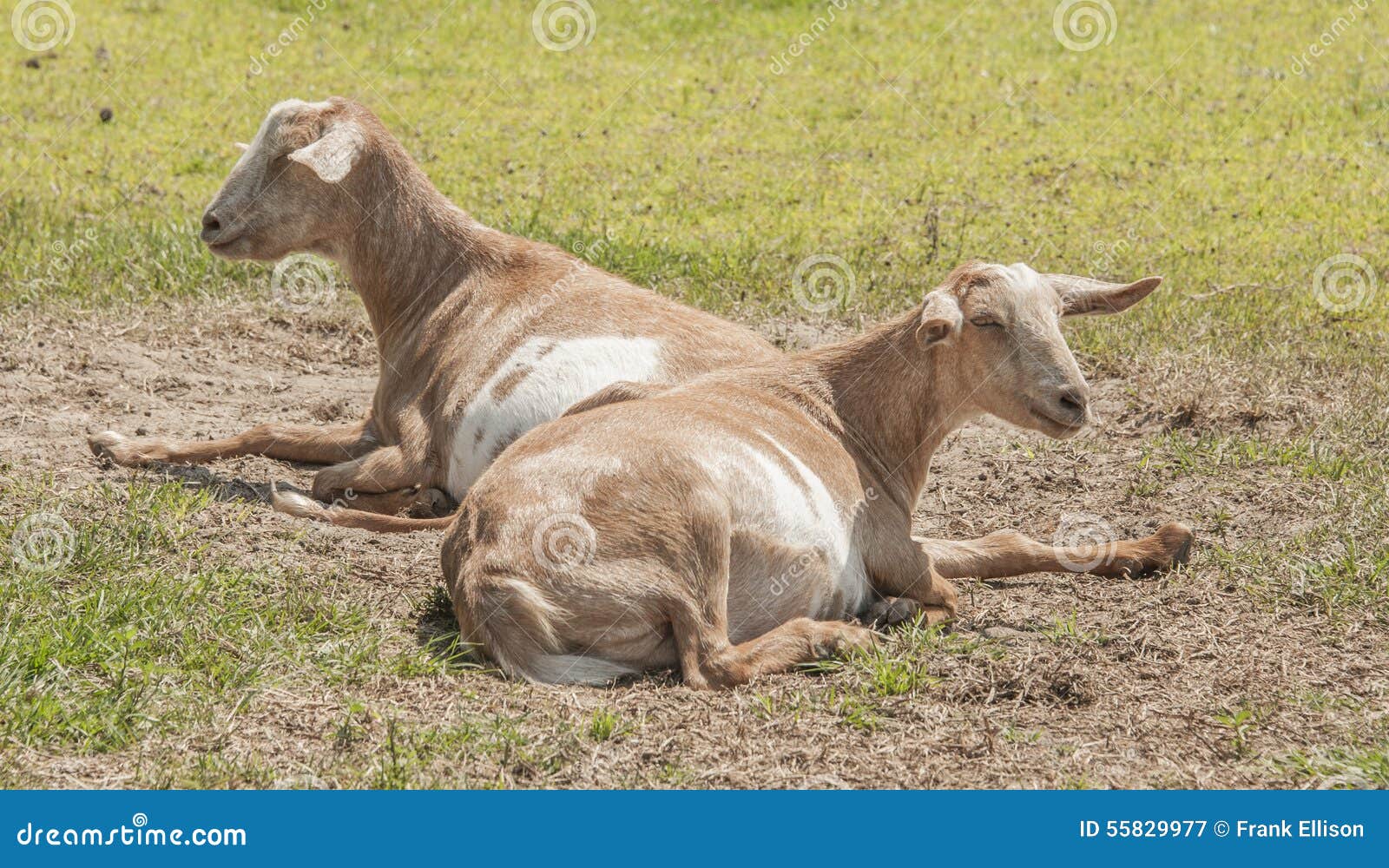 Farm goats stock image. Image of laying, farm, goats - 55829977