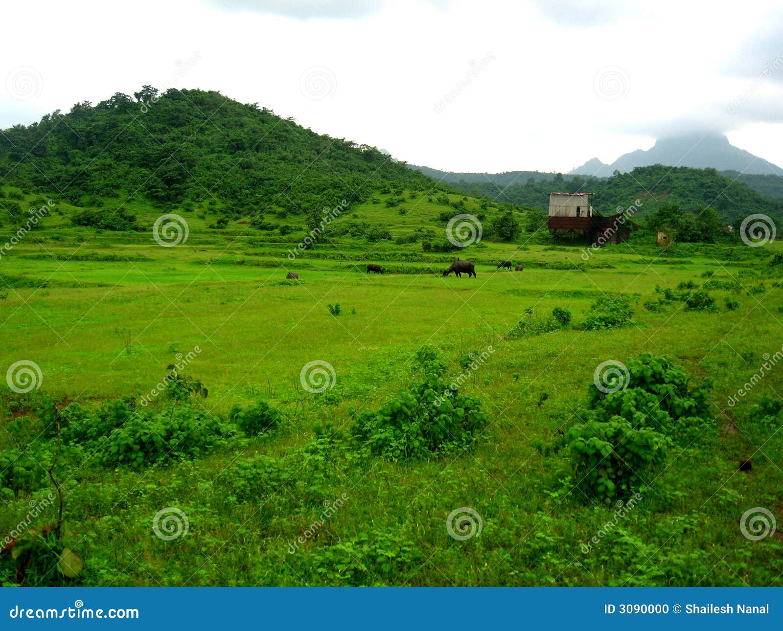 Farm in green countryside stock photo. Image of serenity - 3090000