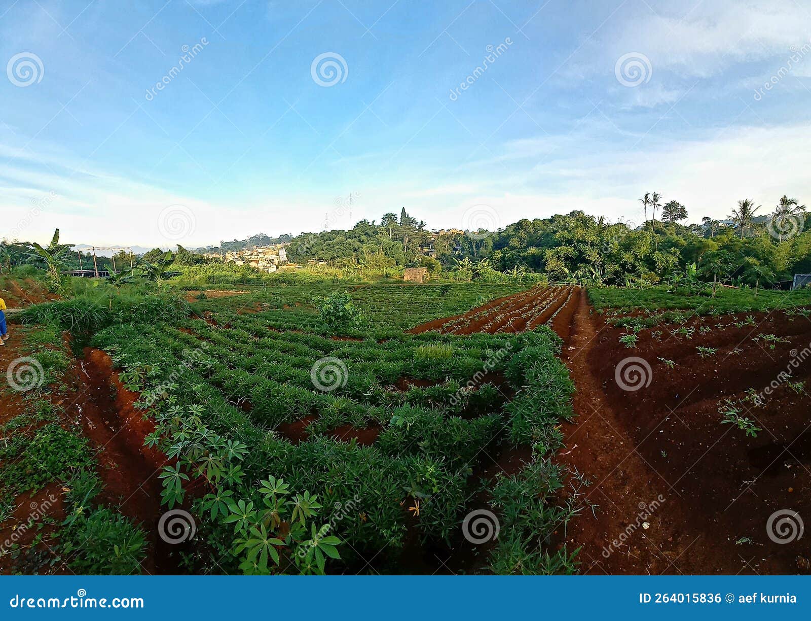 Farm Green Vegetation Garden Stock Photo - Image of crop, plantation ...