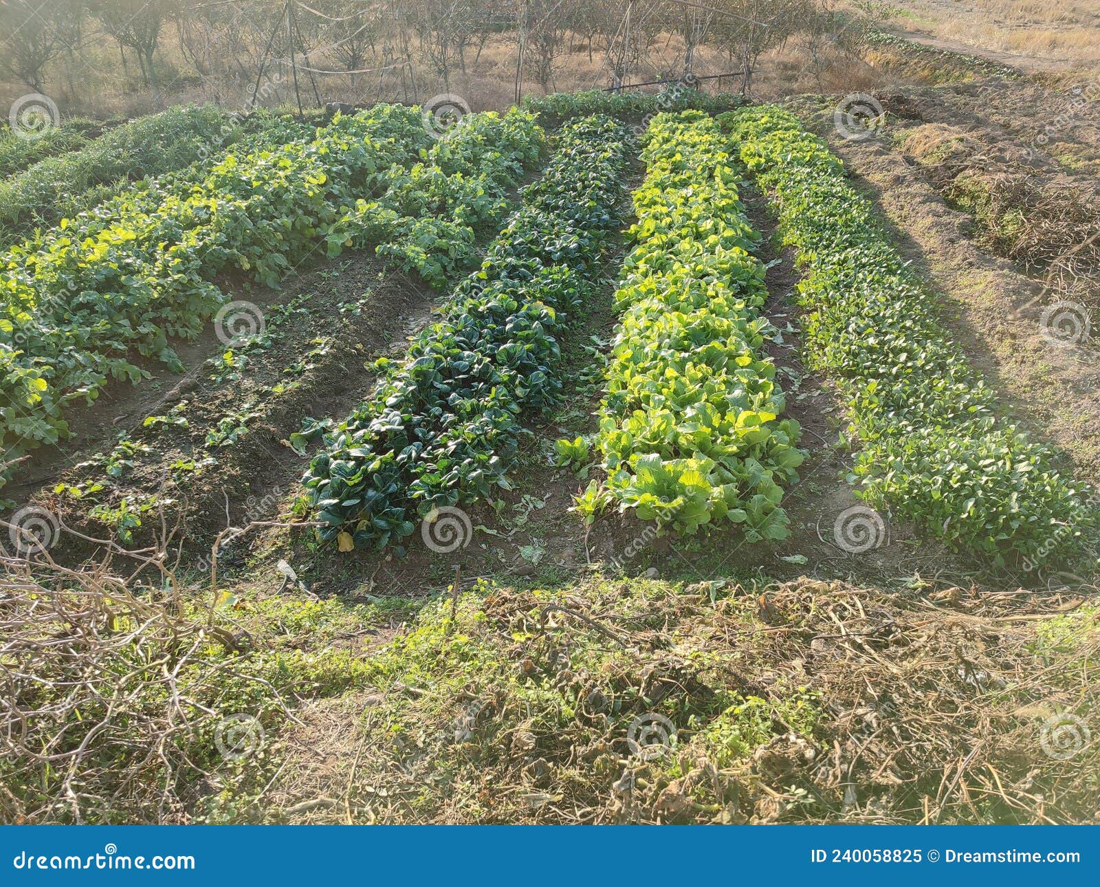 Farm Green View Vegetables Farmer Stock Image - Image of green, farmer ...