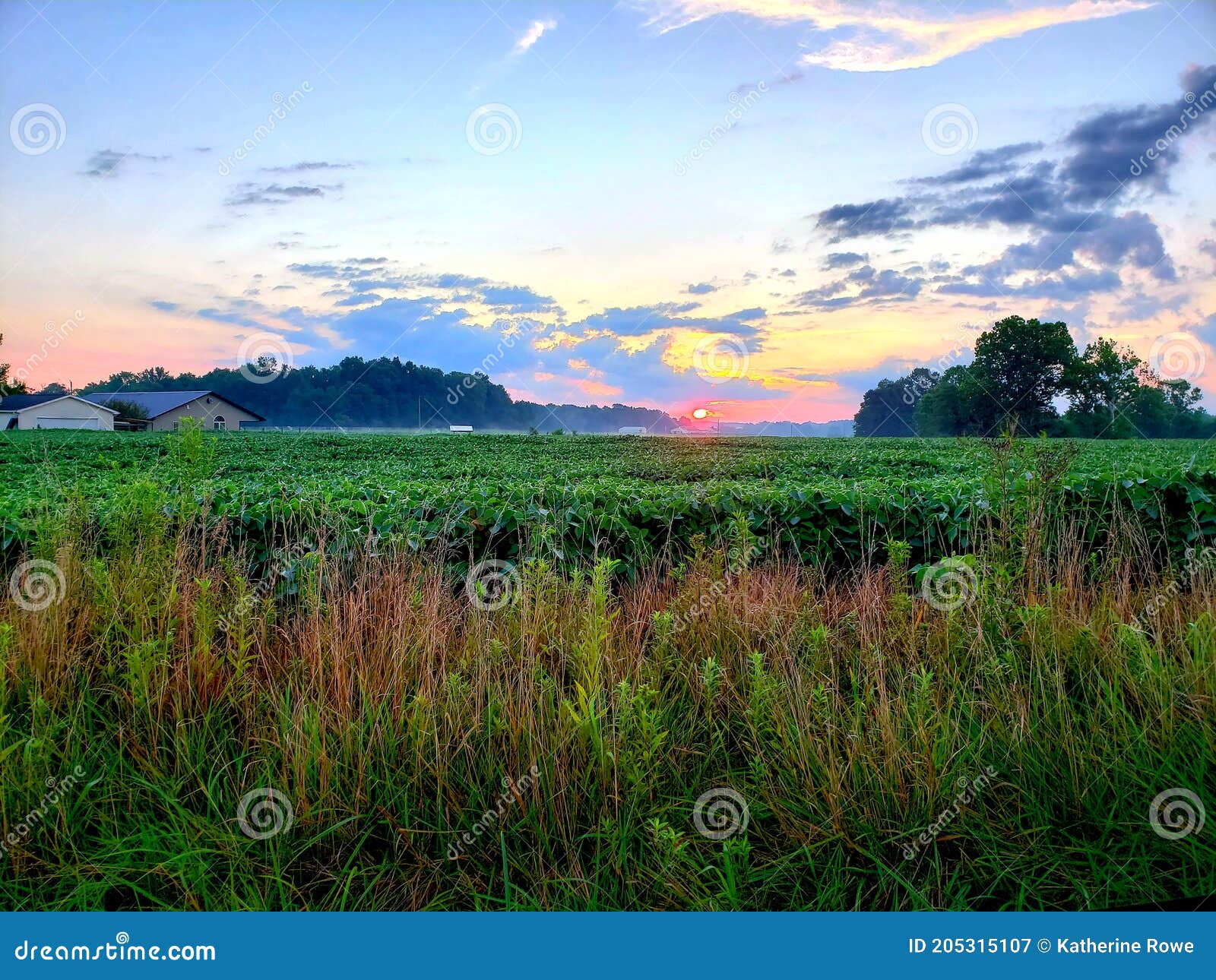 Farm Greenery in the Morning Stock Image - Image of agriculture, hill ...