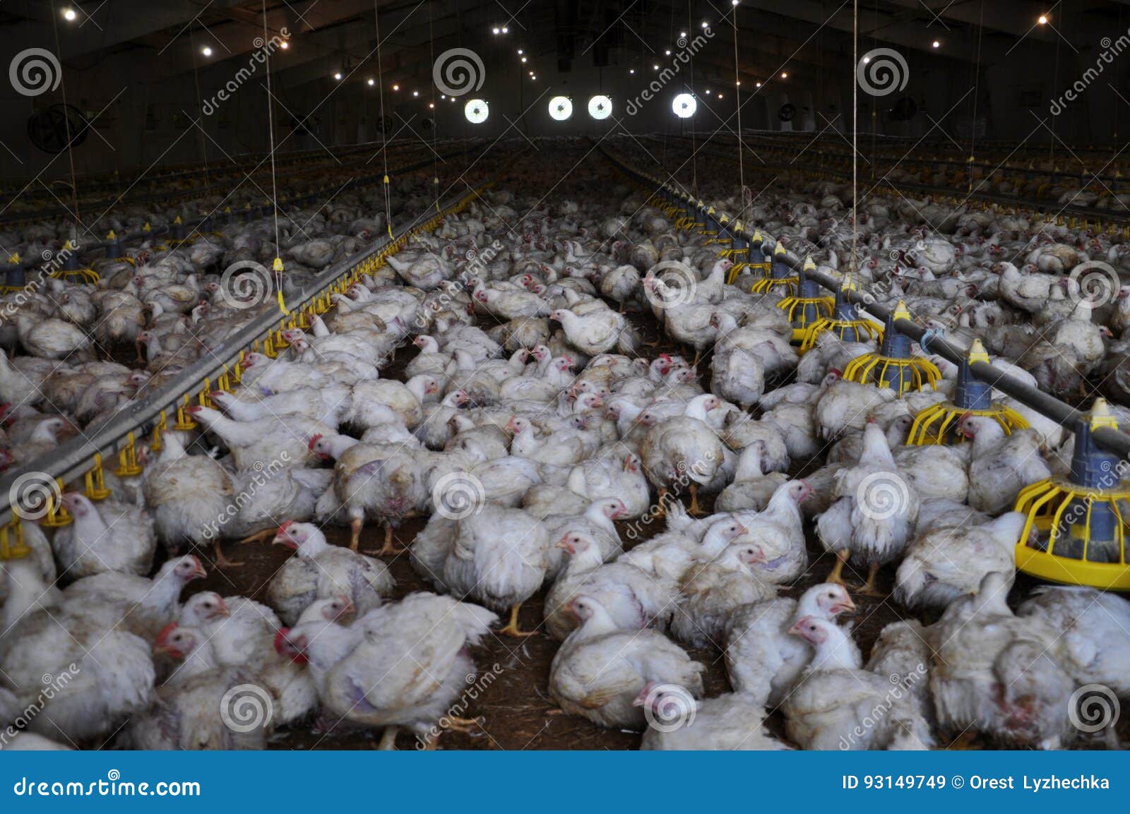 Farm for Growing Broiler Chickens Stock Image - Image of disease ...