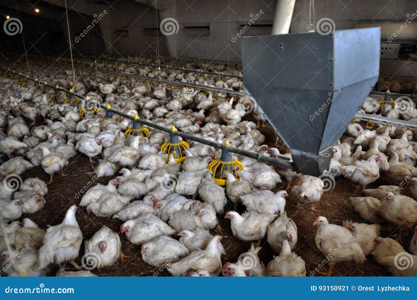 Farm for Growing Broiler Chickens_9 Stock Image - Image of wealth ...