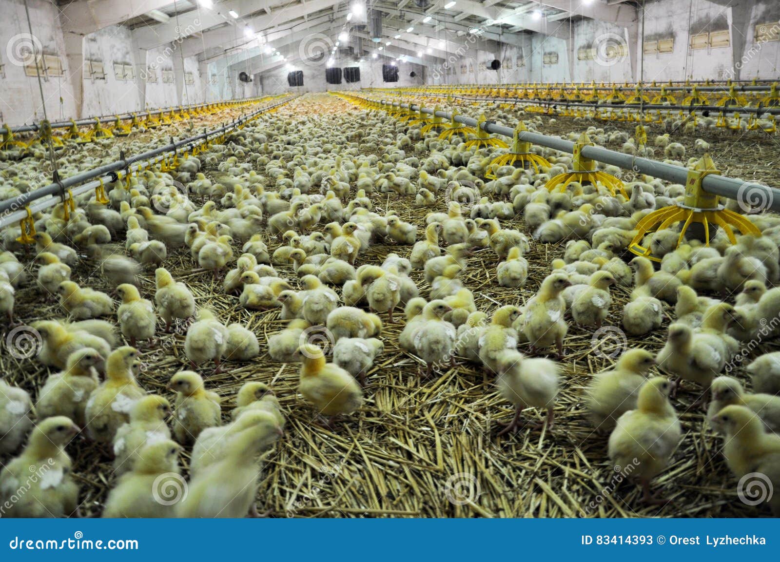 Farm for Growing Broiler Chickens_14 Stock Image - Image of economy ...